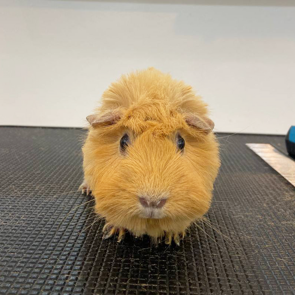 Guinea Pig Grooming – The Grooming Angels