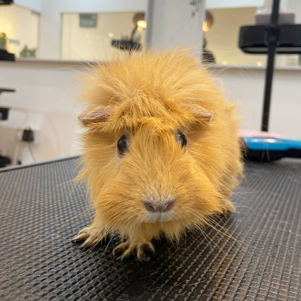 Guinea Pig Grooming – The Grooming Angels